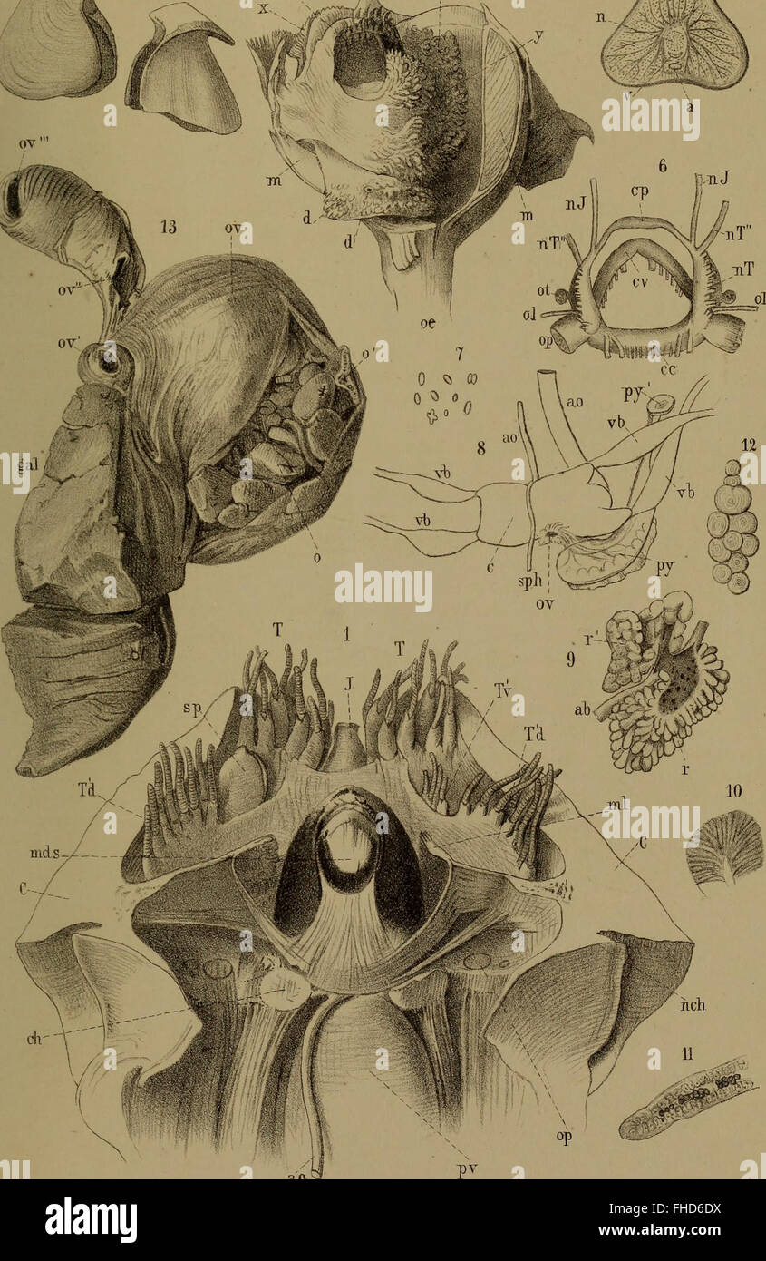 This 19th-century study focuses on the classification of mollusks ...