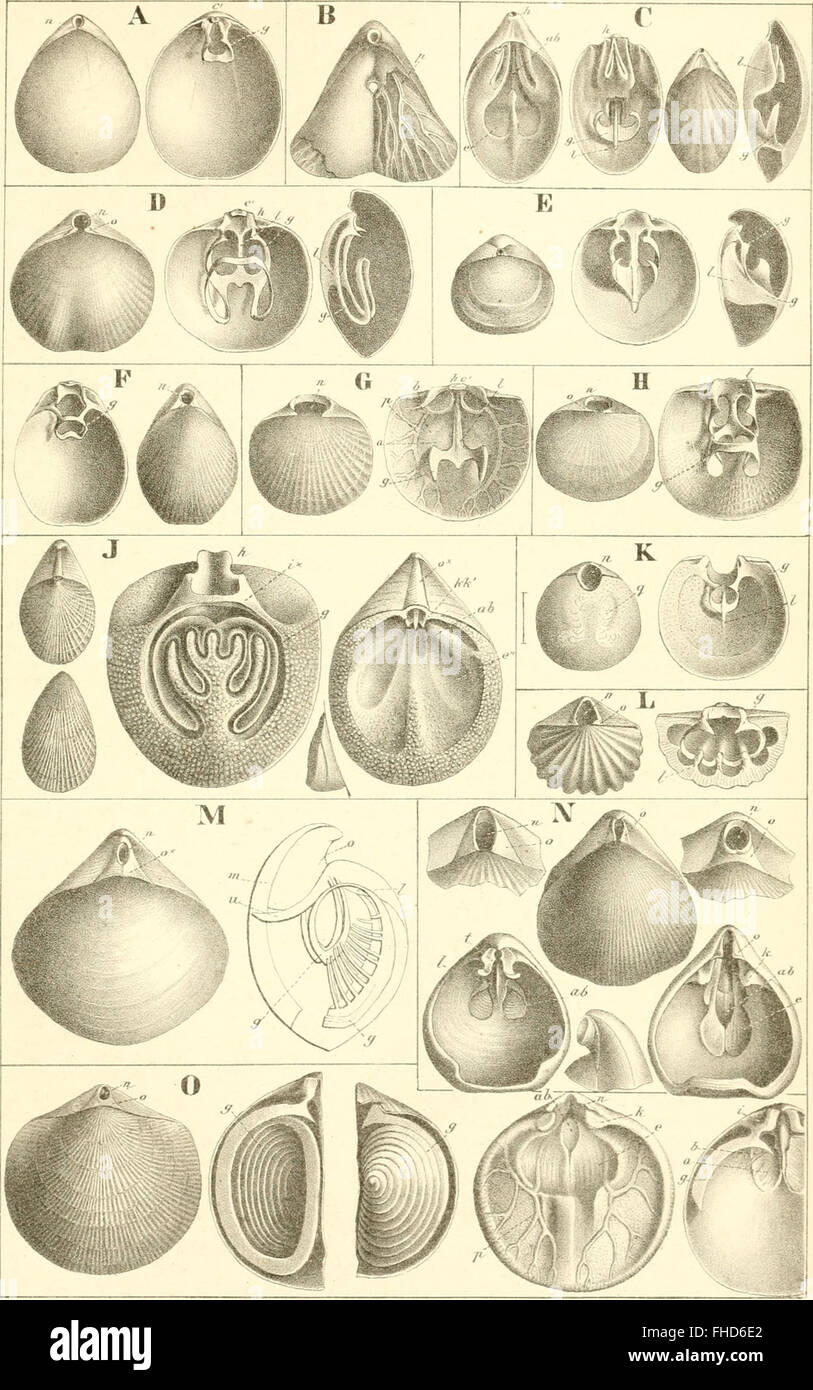 The 19th-century work on mollusk classification details the taxonomy of ...