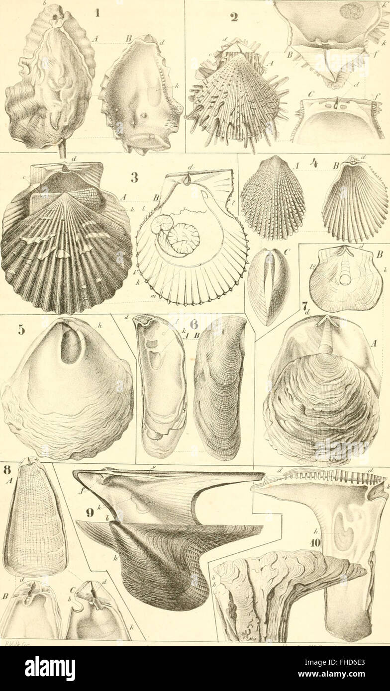 A 1862 scientific work on Malacozoa (soft-bodied animals), presenting ...