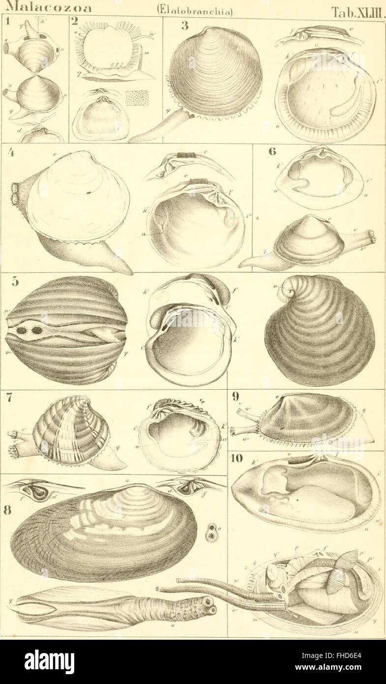 The Classes and Orders of Mollusks (Malacozoa) - Scientifically ...