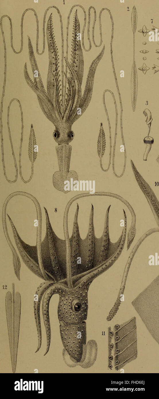 A 1862 scientific work on the classification and orders of mollusks ...