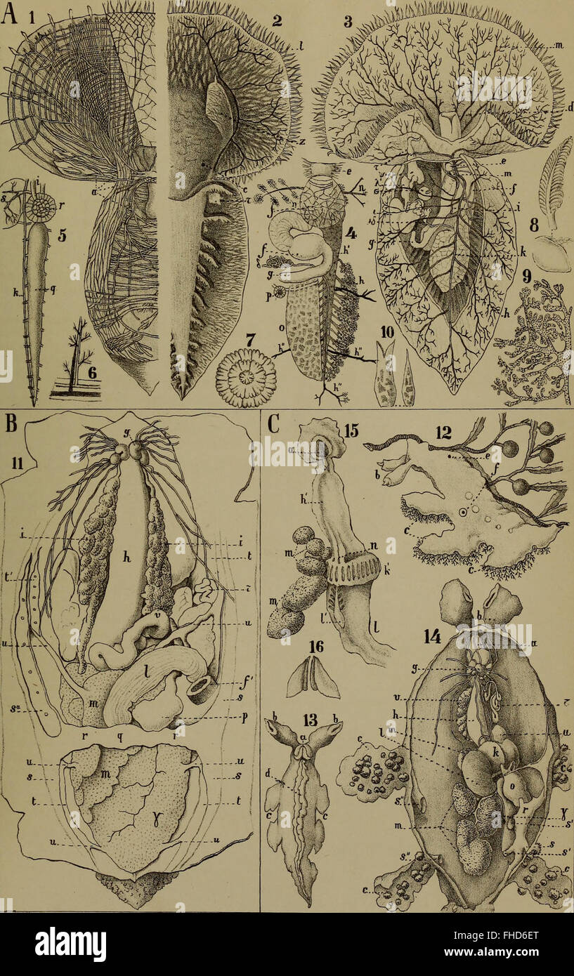 A 1862 scientific work on the classification and orders of soft-bodied ...