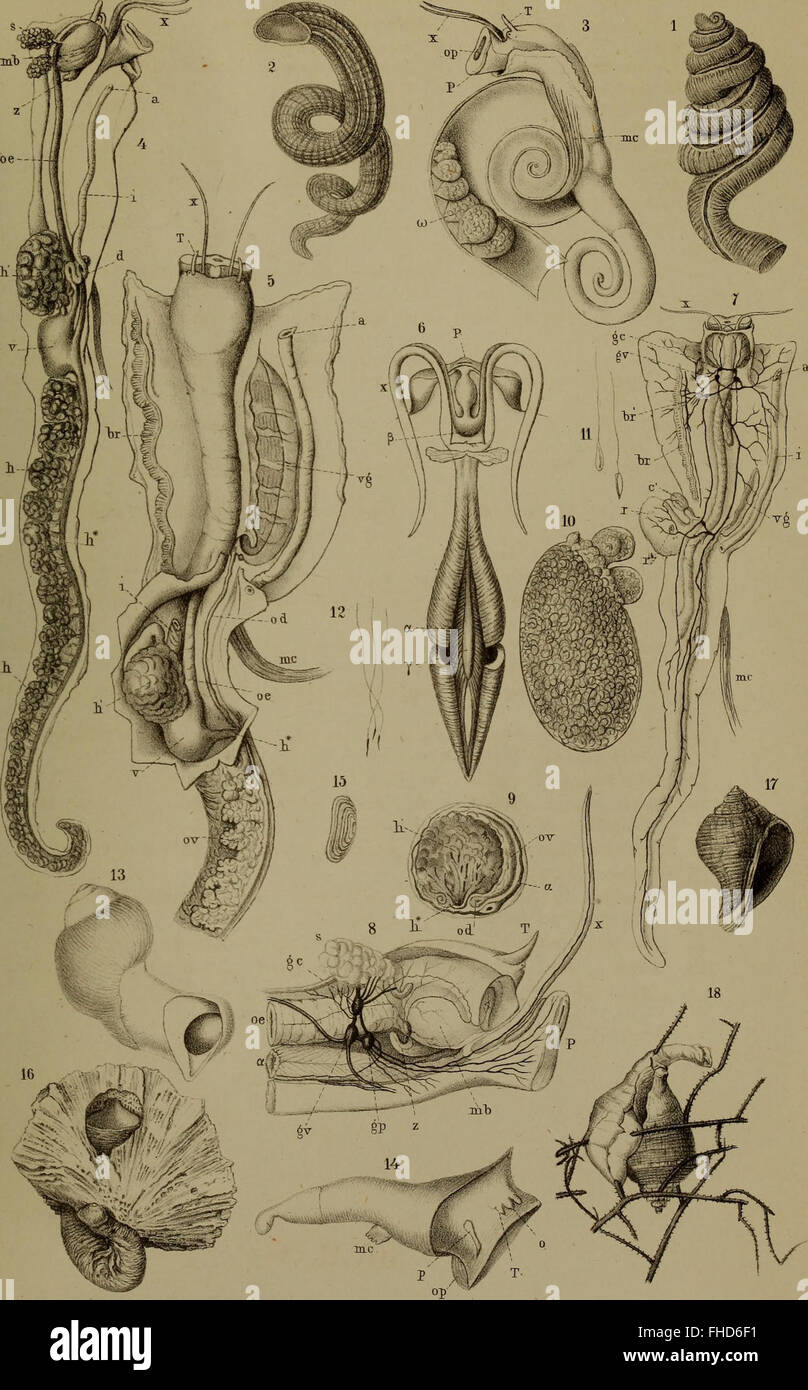 A 19th-century work on the classification of soft-bodied animals ...
