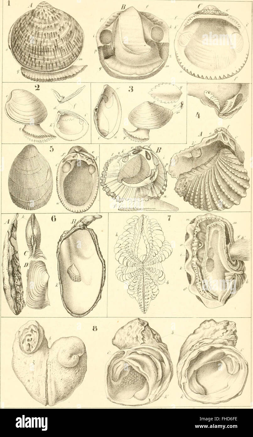 A scientific monograph on the classes and orders of mollusks (Malacozoa ...