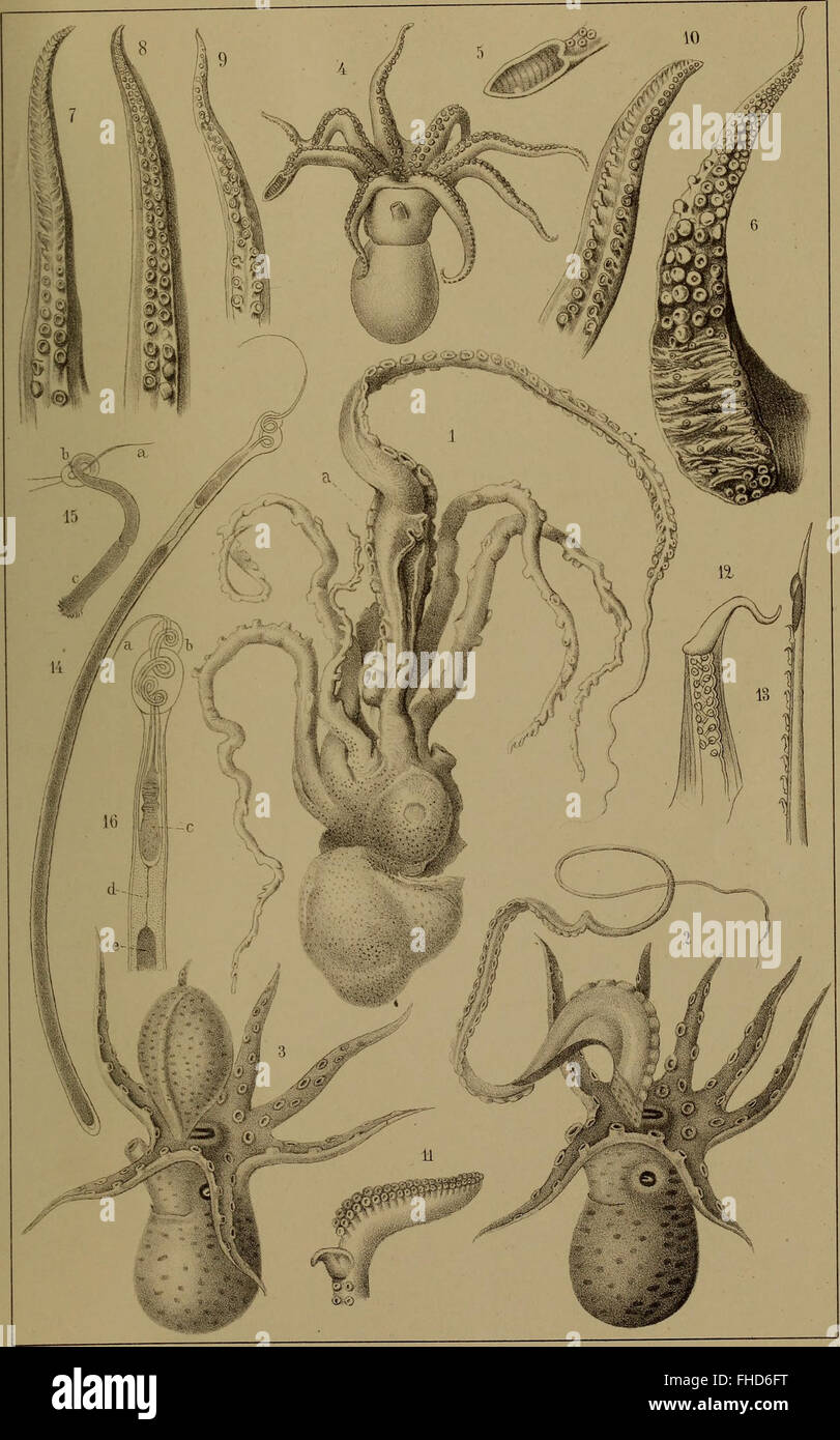 An extensive work on the classification and orders of mollusks ...