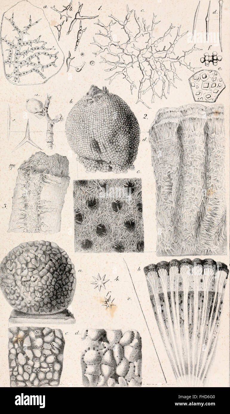 Taxonomic classification of various species hi-res stock photography ...