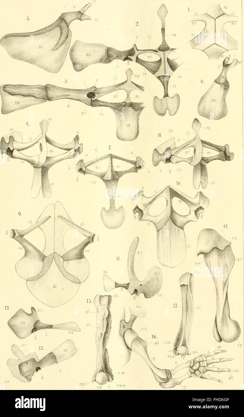 The Classes and Orders of the Animal Kingdom (1873-1878), a zoological ...