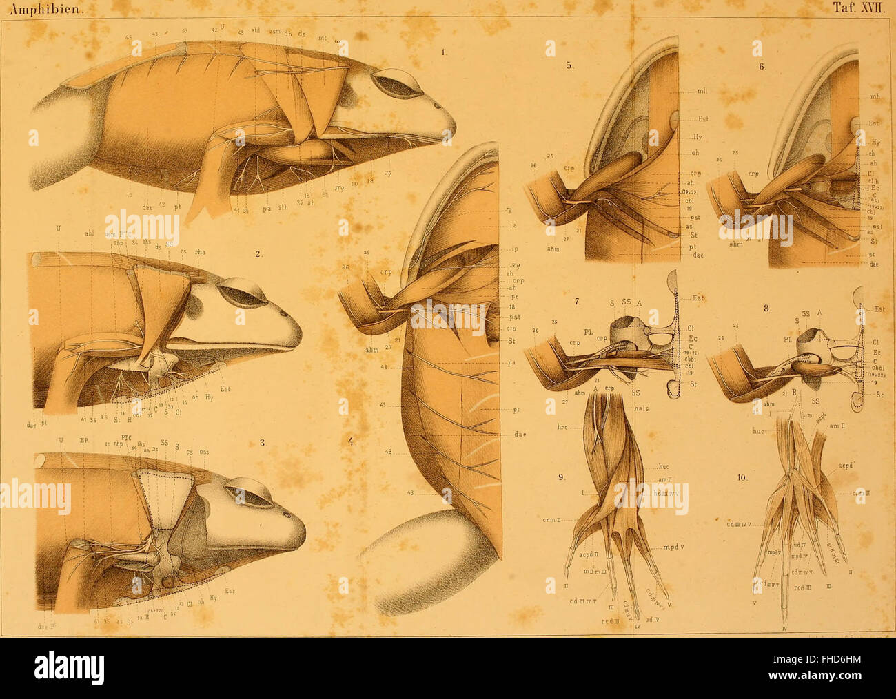 A scientific presentation of the classes and orders of the animal ...