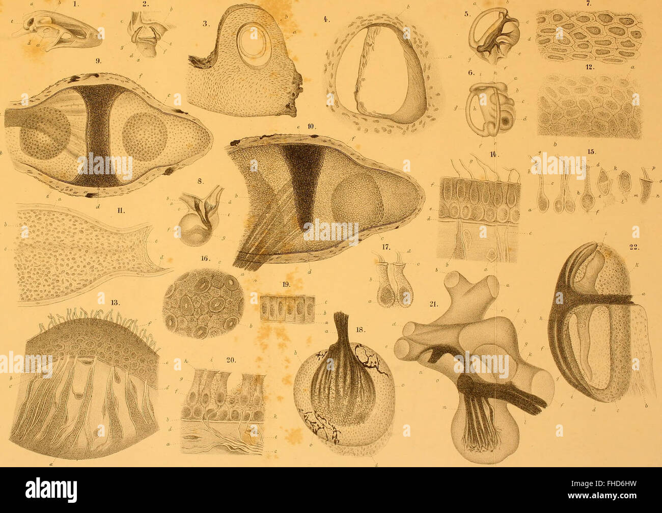 A scientific work from 1873-1878 categorizing the classes and orders of ...