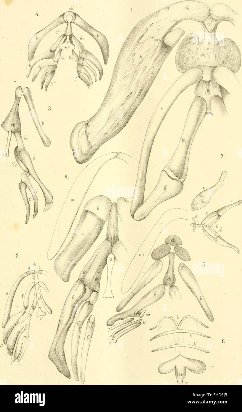 Combining scientific classification hi-res stock photography and images ...
