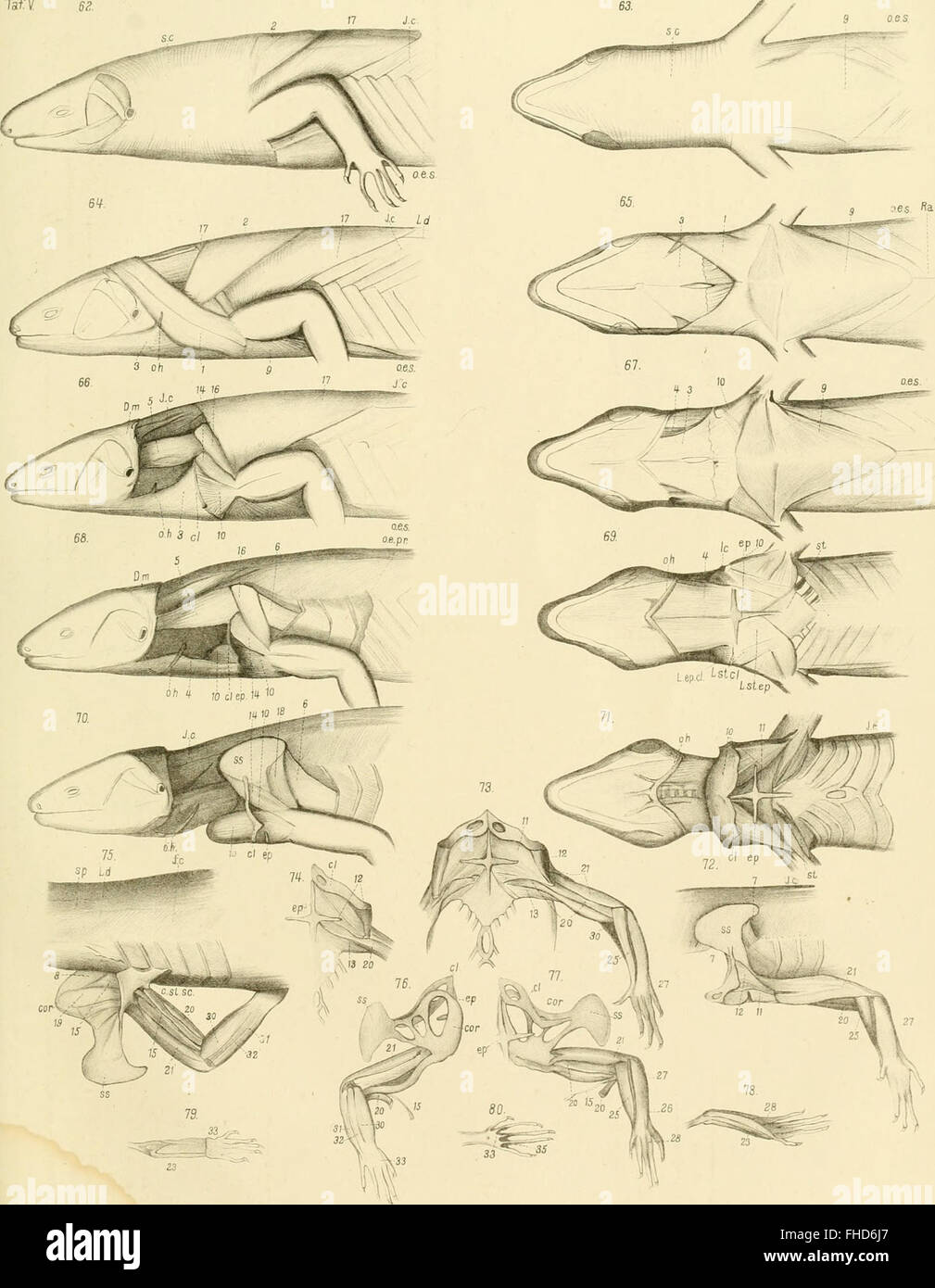 This 1870 anatomical study examines the bones and muscles of snake-like ...