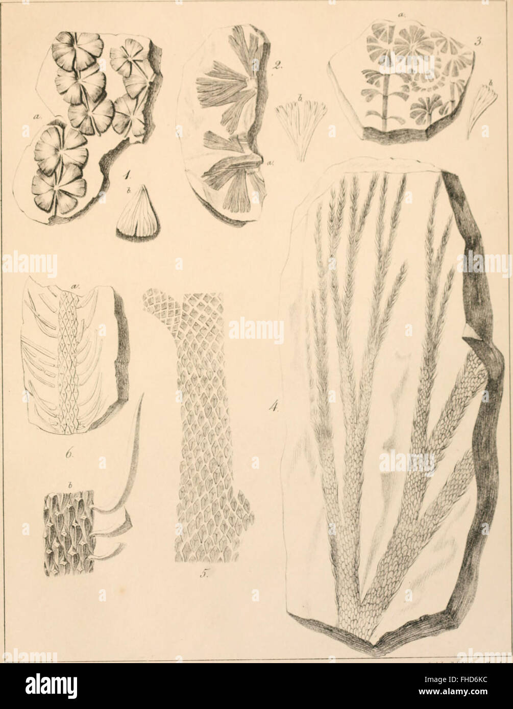 A botanical text from 1828 focusing on cryptogams (non-flowering plants ...
