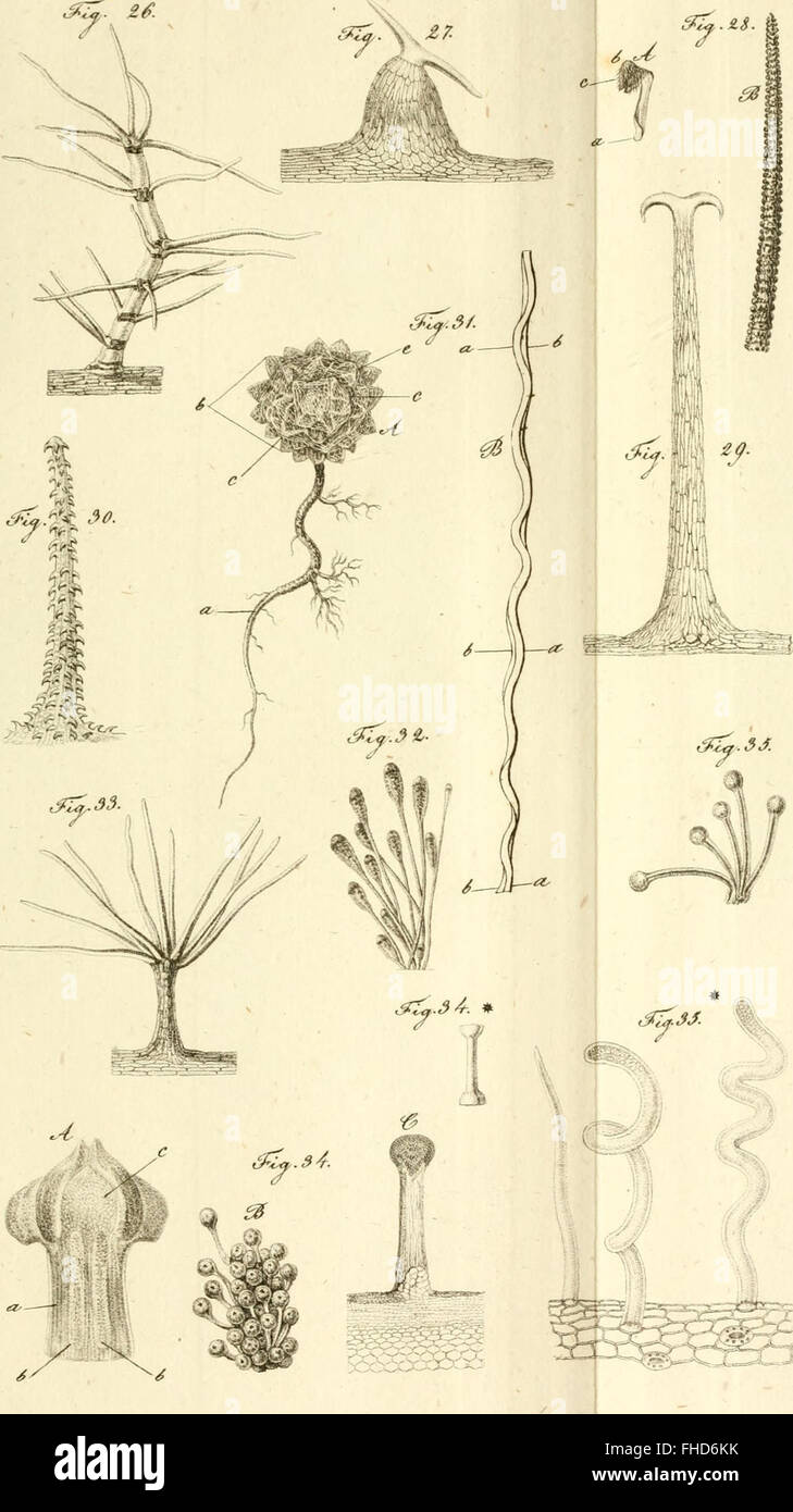 A 1831 work on the study of hair in all living organisms, examining its ...