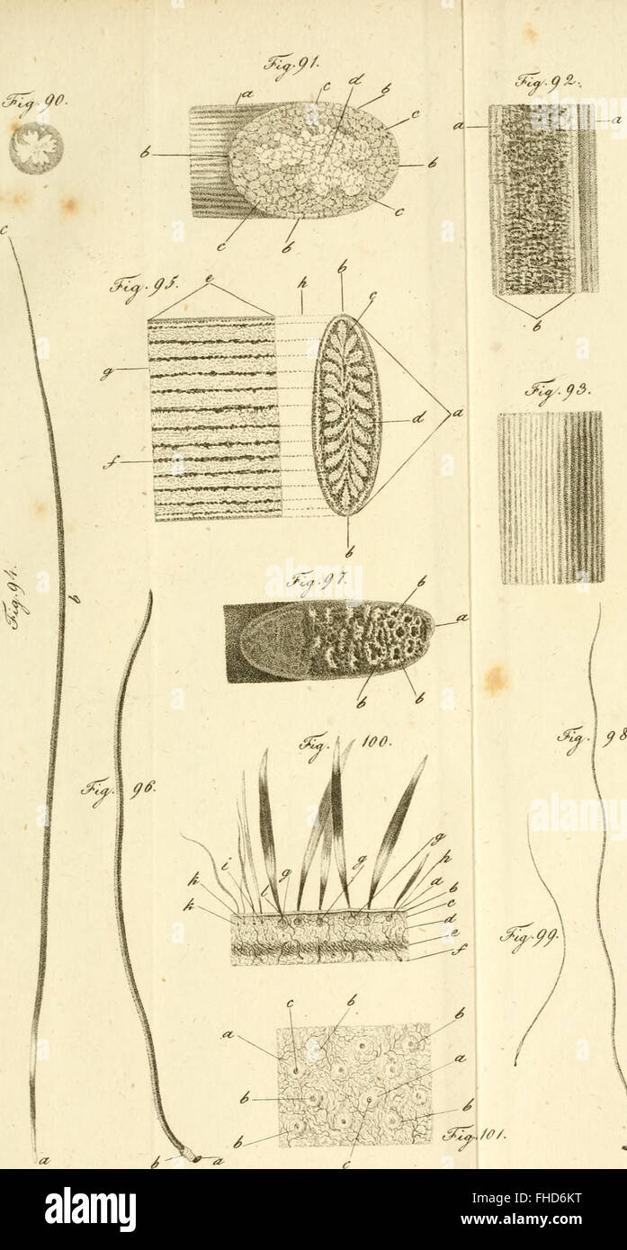 A 19th-century work on the study of hair in all organic nature ...