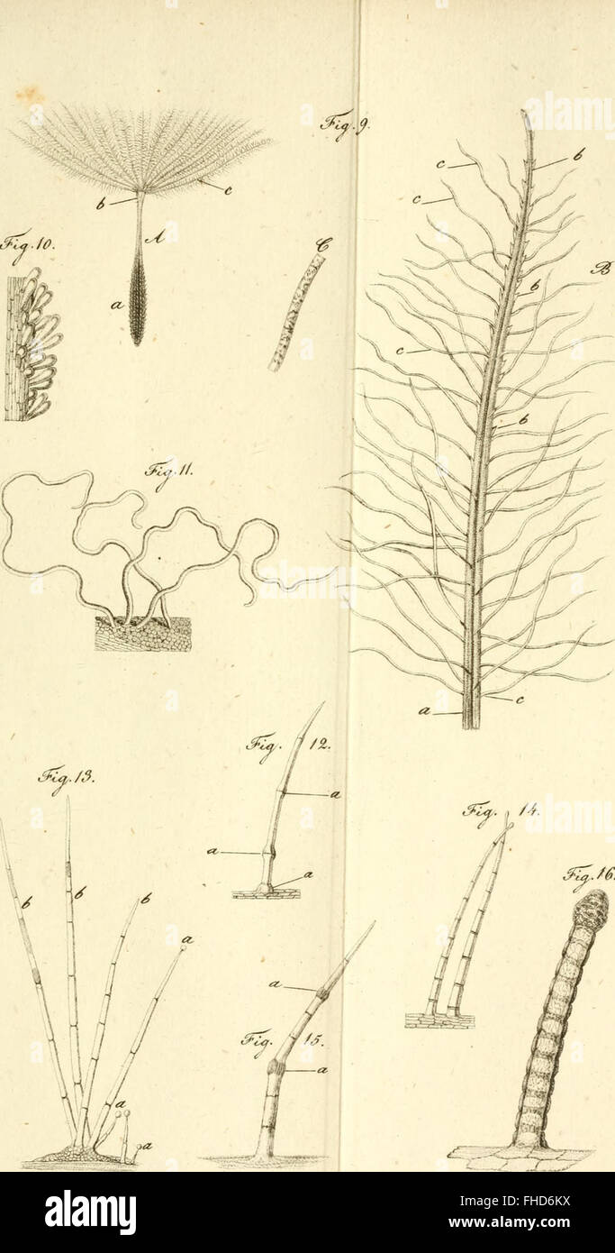 A 1831 work exploring the study of hair across all organic nature, from ...