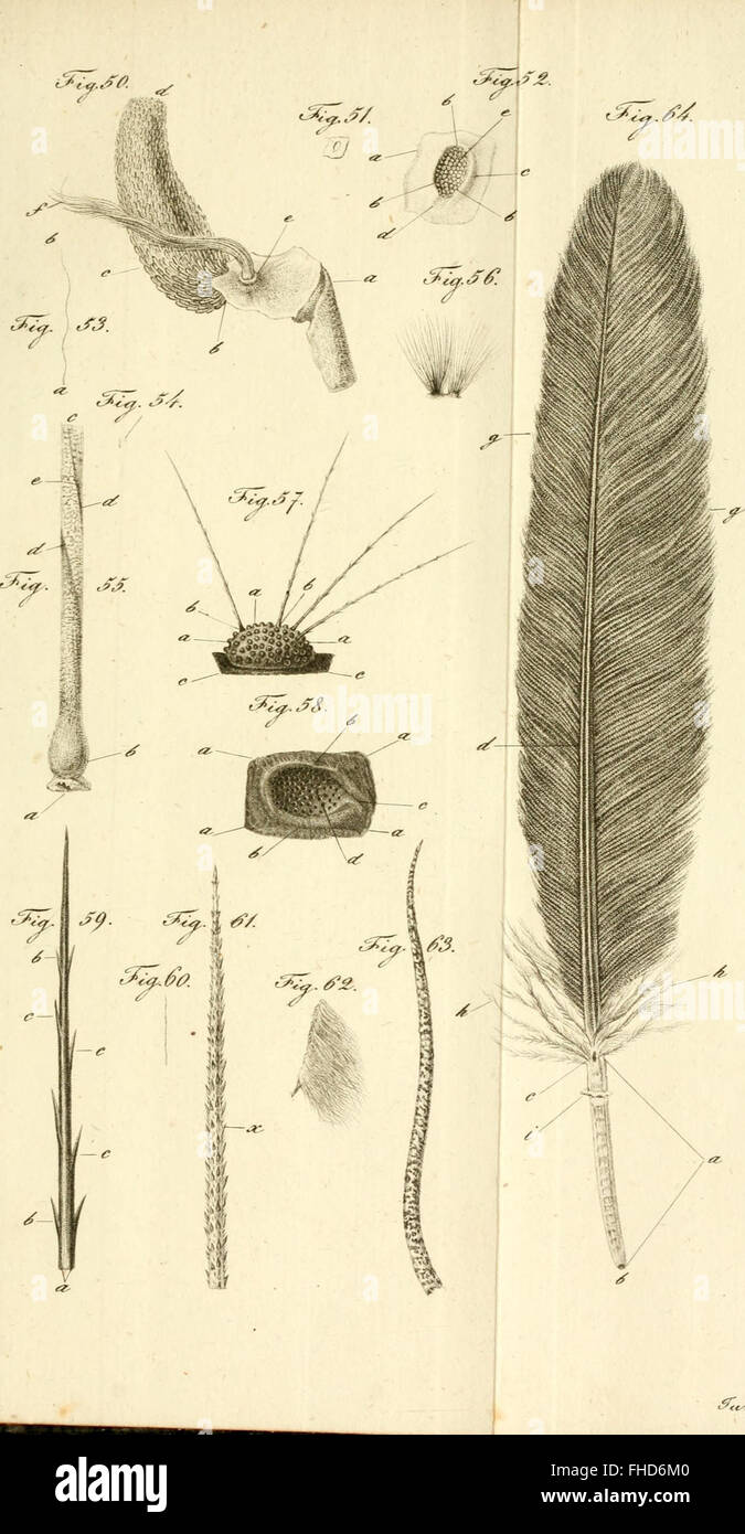 A 19th-century German work discussing the role and significance of hair ...