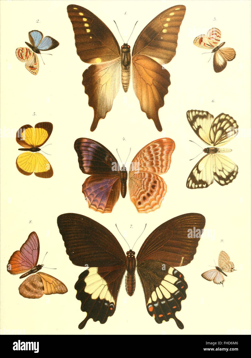 Lepidopteran conservation hi-res stock photography and images - Alamy
