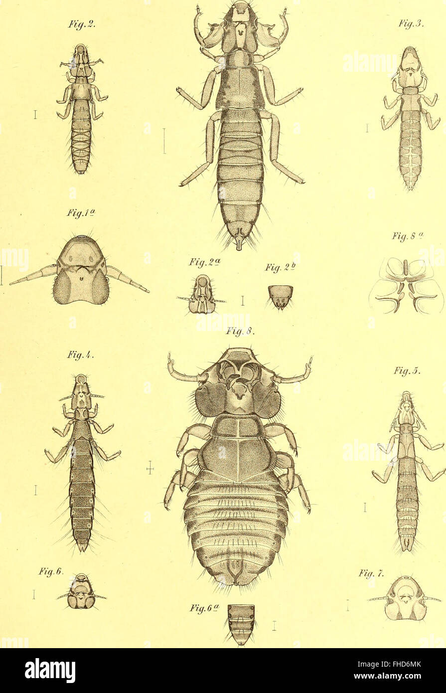 The Mallophaga with special consideration of the species collected by ...