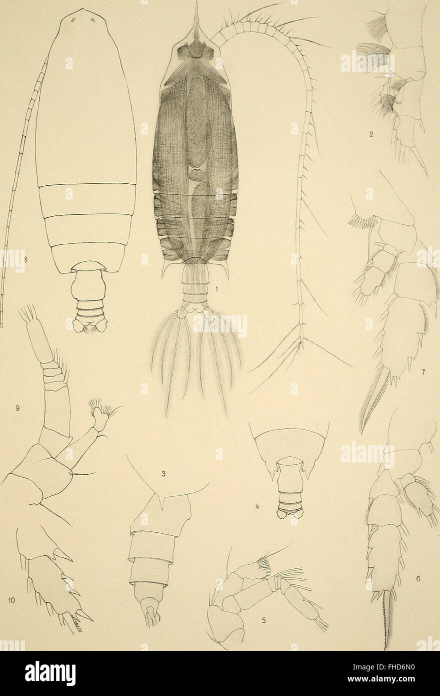 A study on marine copepods discovered during the German South Polar ...