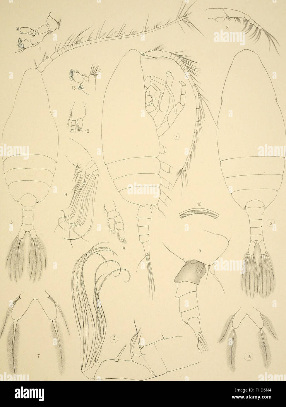 1900 work detailing the marine copepod species discovered during the ...