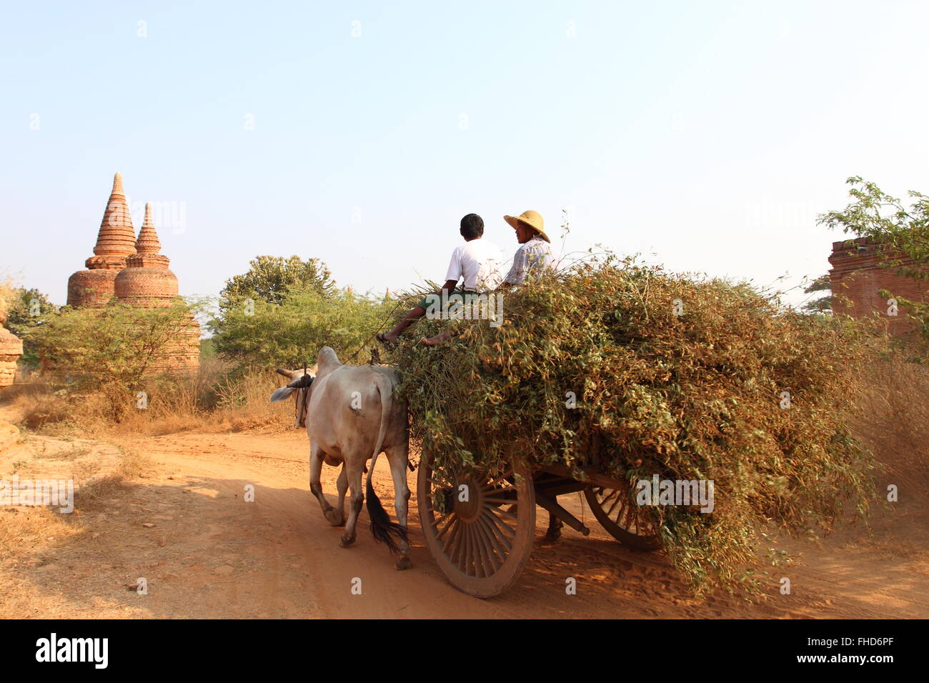 White oxen pulling cart hi-res stock photography and images - Alamy