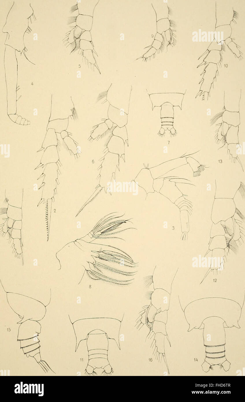 An account of marine copepods collected during the German South Polar ...
