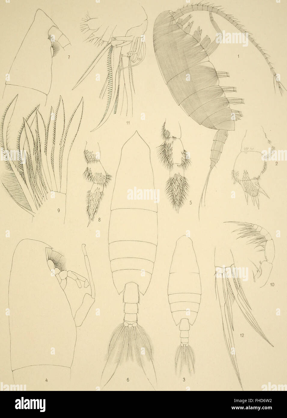 A 1900 study on marine copepods discovered during the German South ...