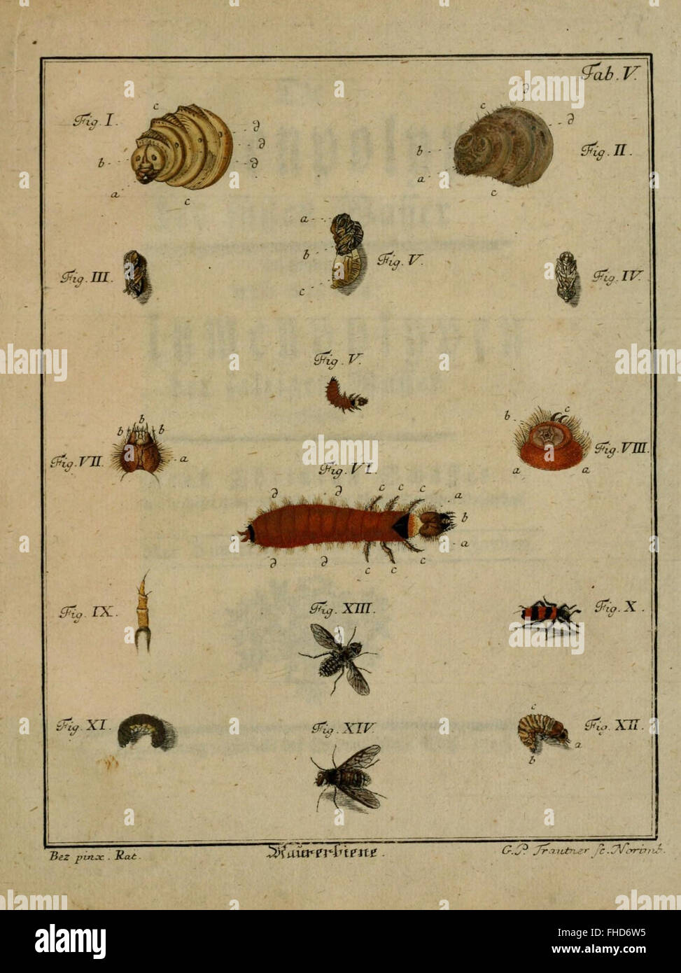 Mason bees, Field Museum Library, Entomology, Pollinators, Insects ...