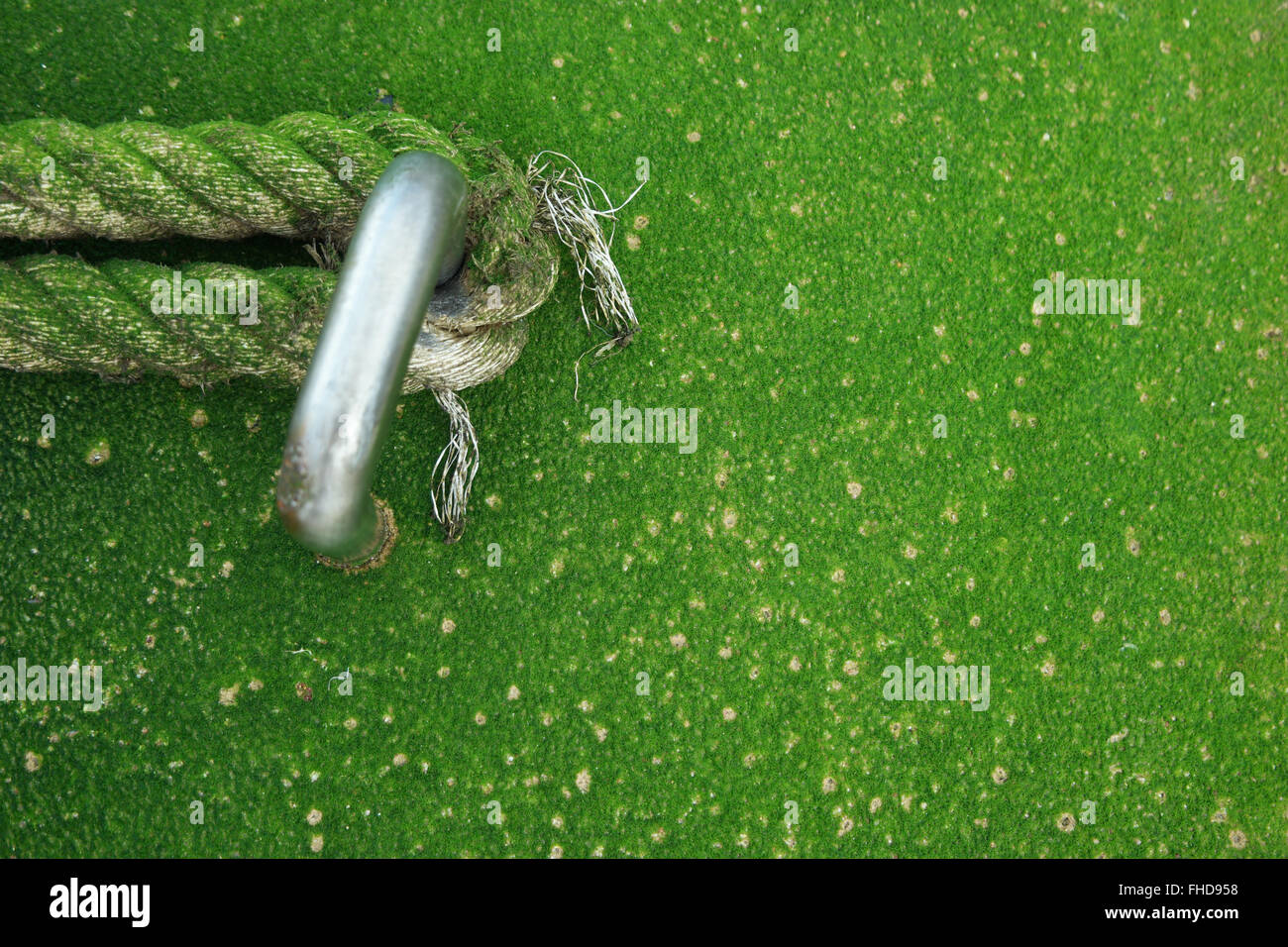 Rope algae hi-res stock photography and images - Alamy