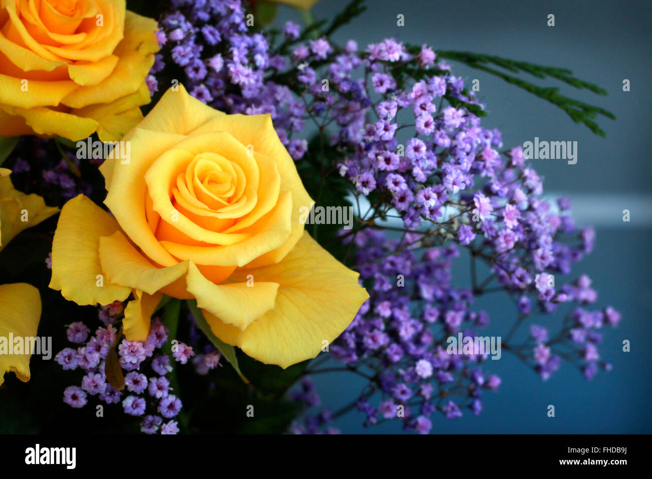 Yellow Roses and Purple Baby Breath Stock Photo - Alamy