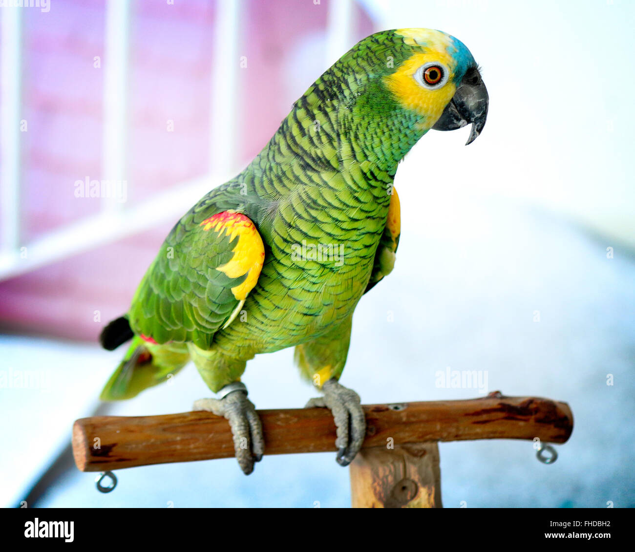 Parrots beaks hi-res stock photography and images - Alamy