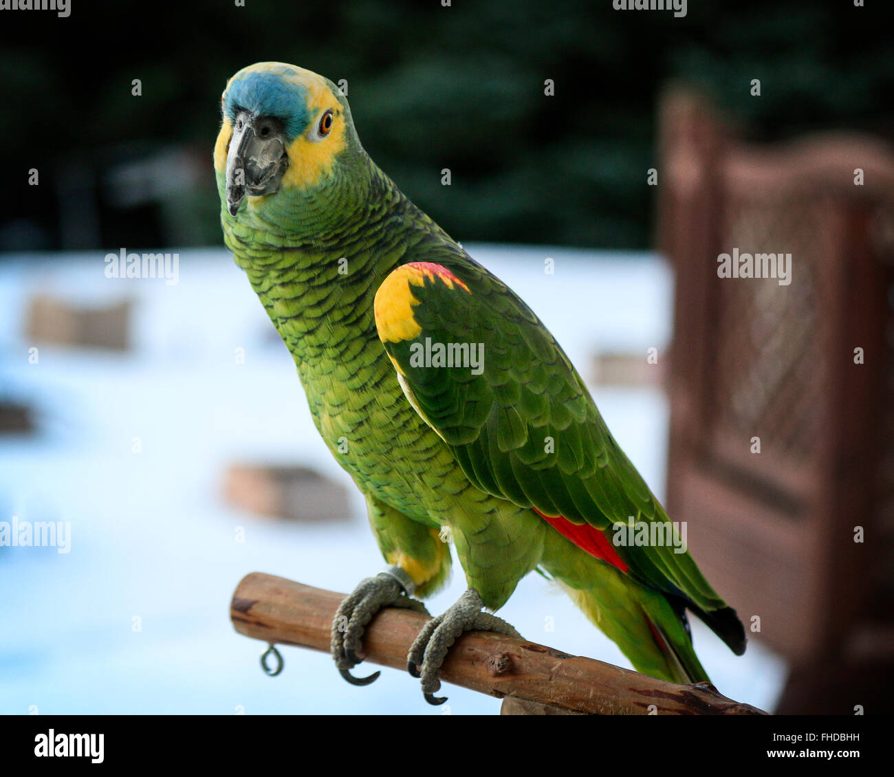 Parrots beaks hi-res stock photography and images - Alamy