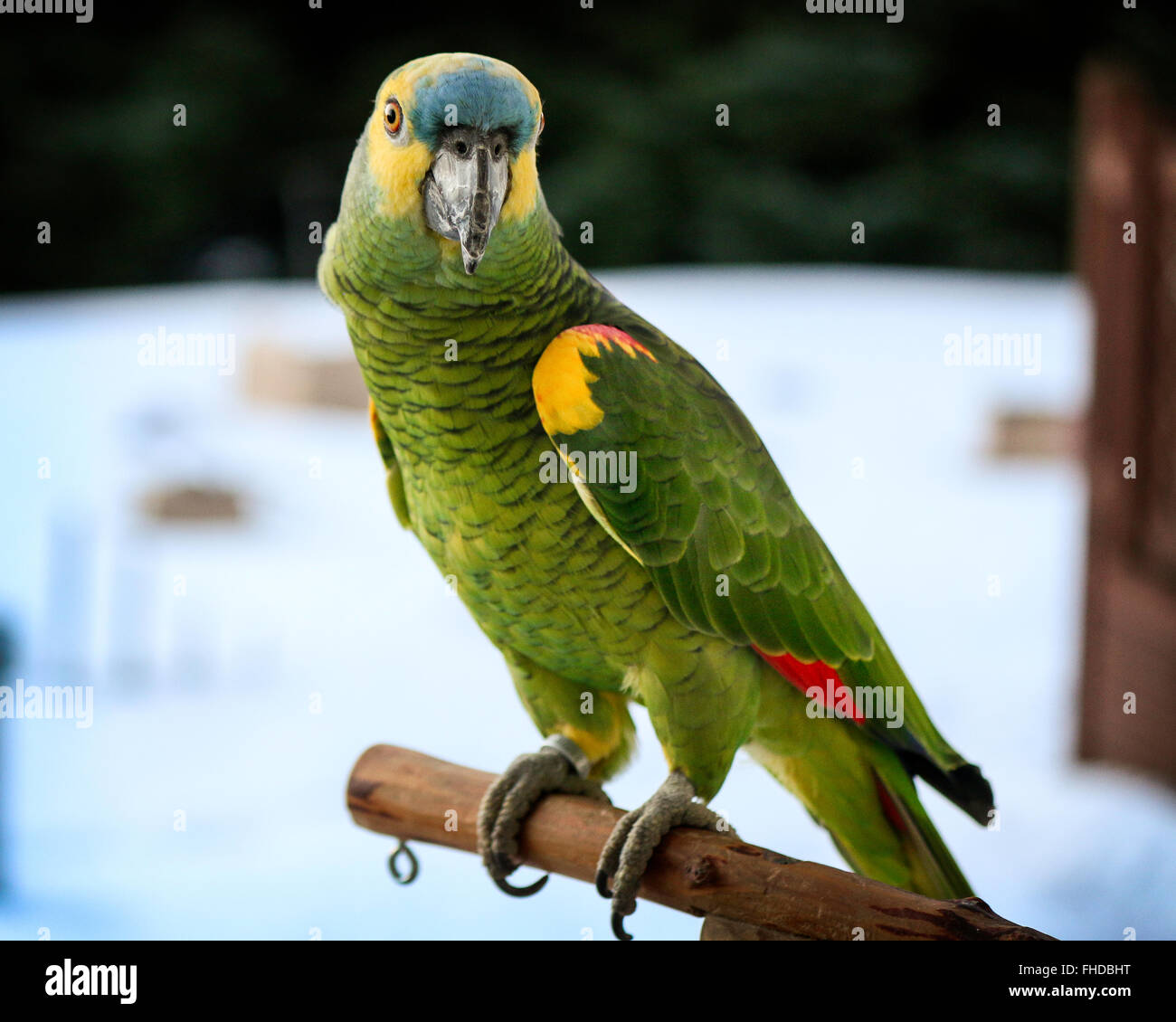 Parrots beaks hi-res stock photography and images - Alamy