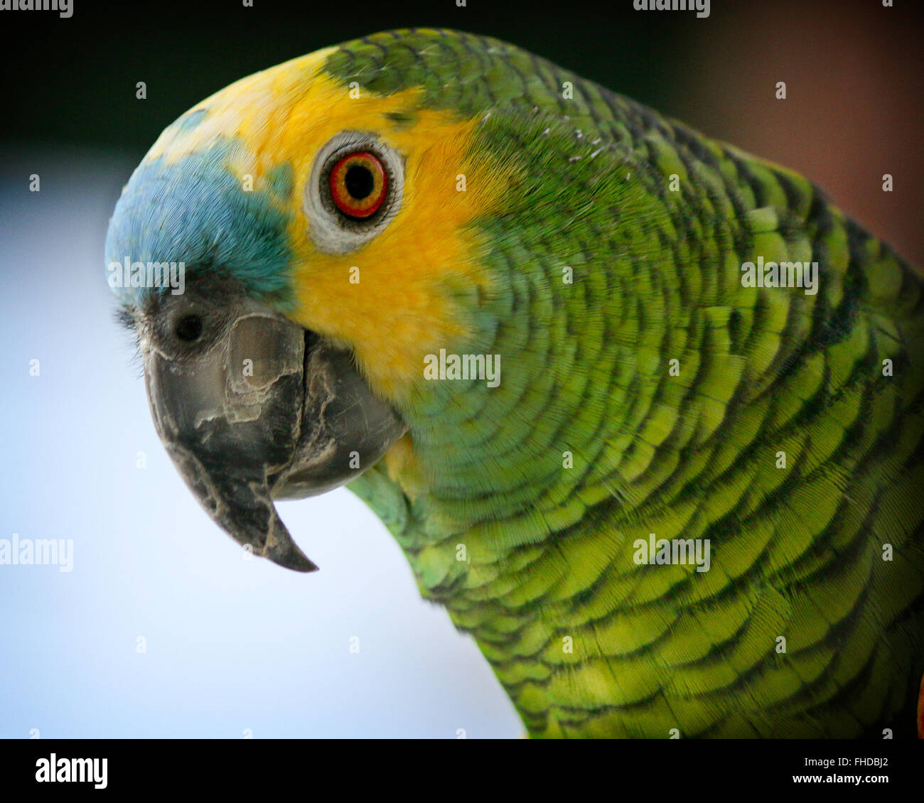 Parrot in Closeup Stock Photo - Alamy