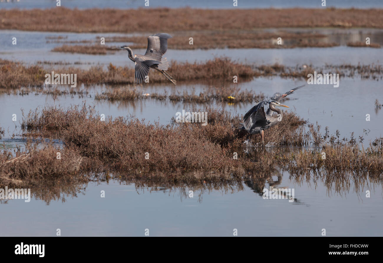 Great blue heron bird, Ardea herodias, in the wild, foraging in a lake ...