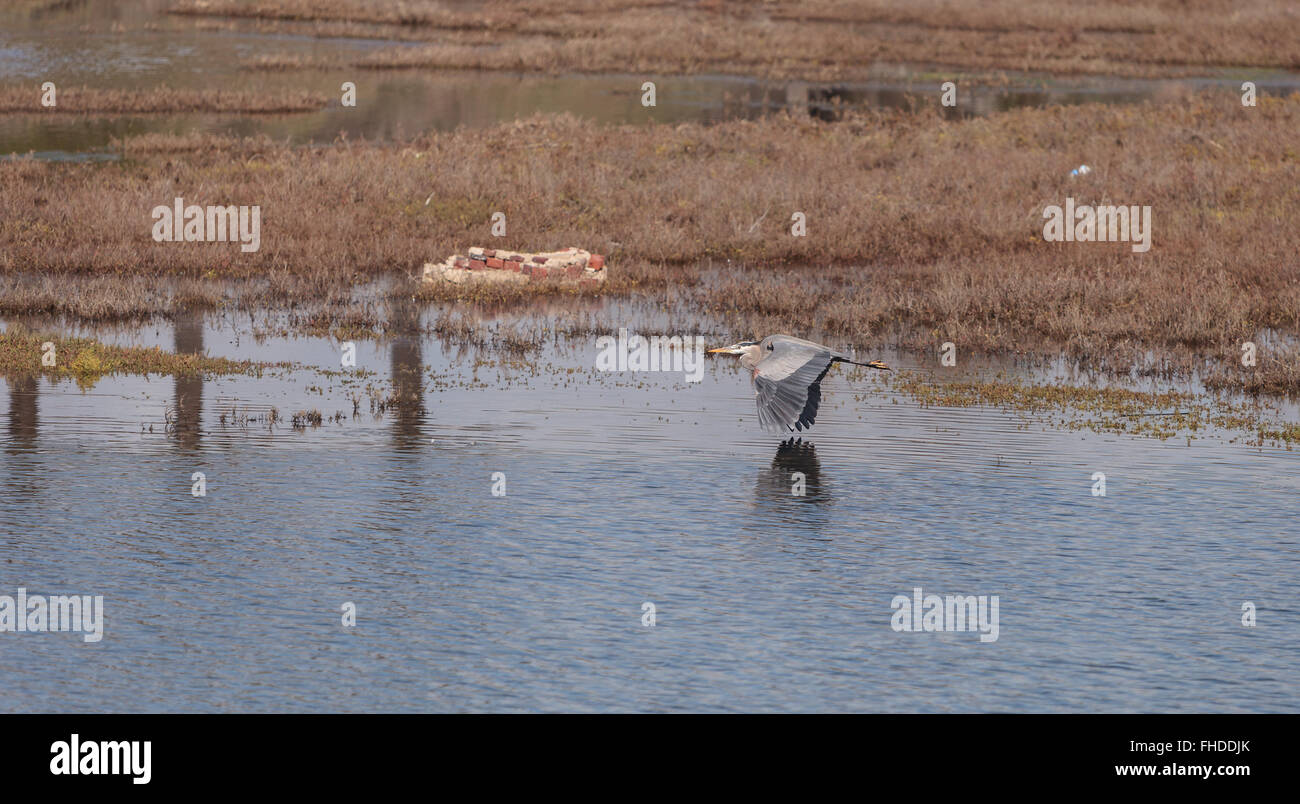 Great blue heron bird, Ardea herodias, in the wild, foraging in a lake ...