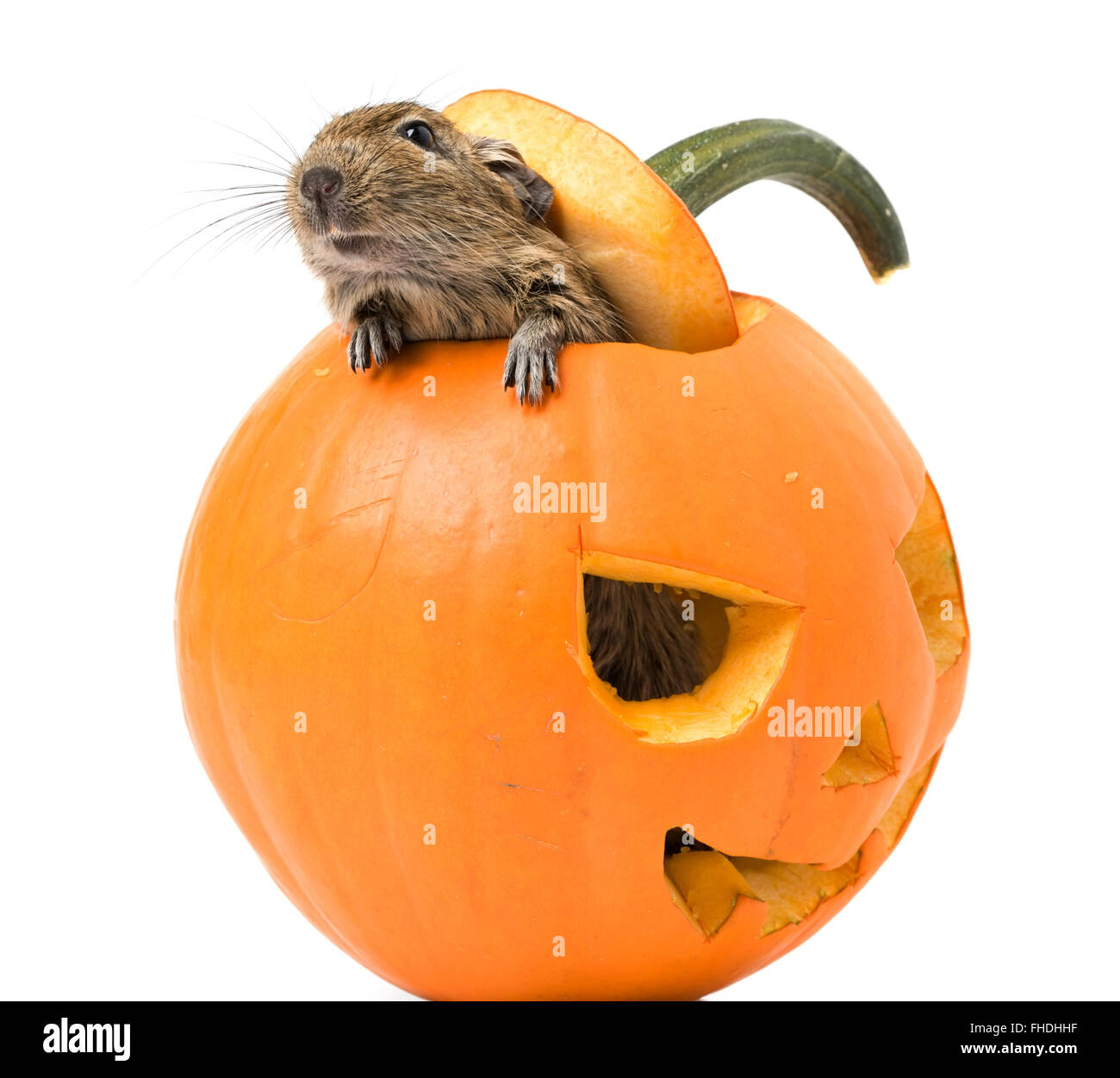 Halloween pumpkin with funny rat inside isolated on white background ...