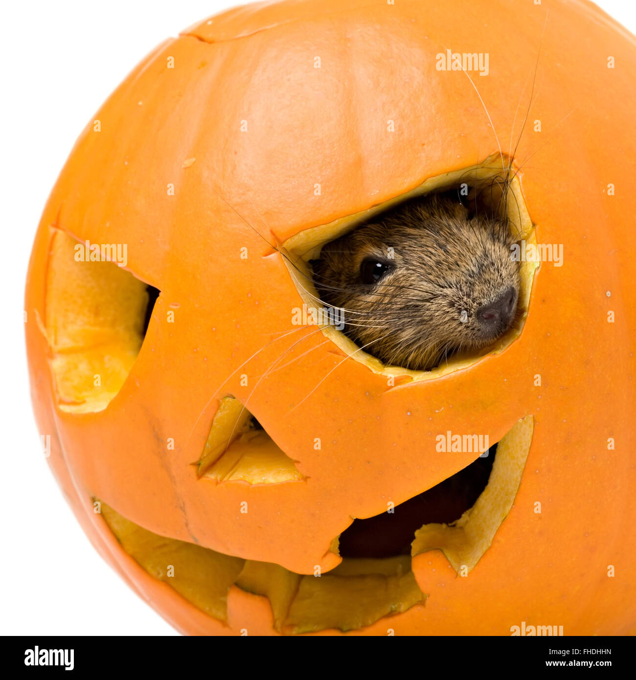 Halloween pumpkin with rat inside Stock Photo - Alamy