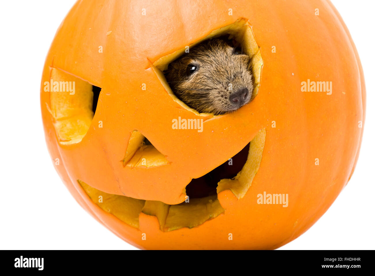 Halloween pumpkin with funny rat inside Stock Photo - Alamy