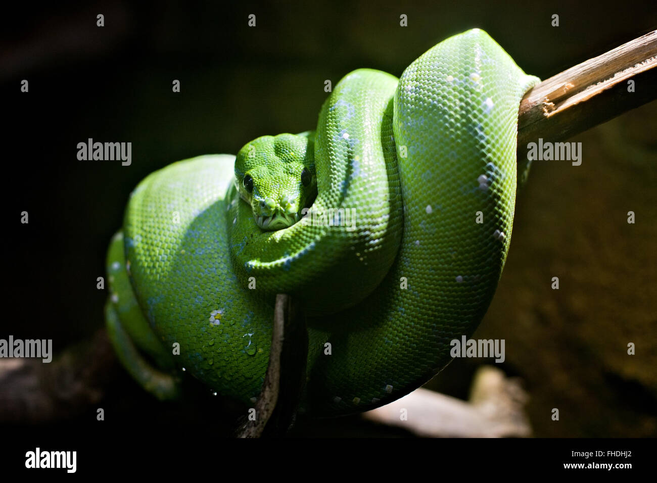 big green snake Stock Photo - Alamy