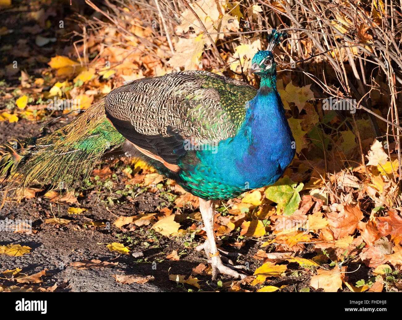 Big bird eye hi-res stock photography and images - Alamy