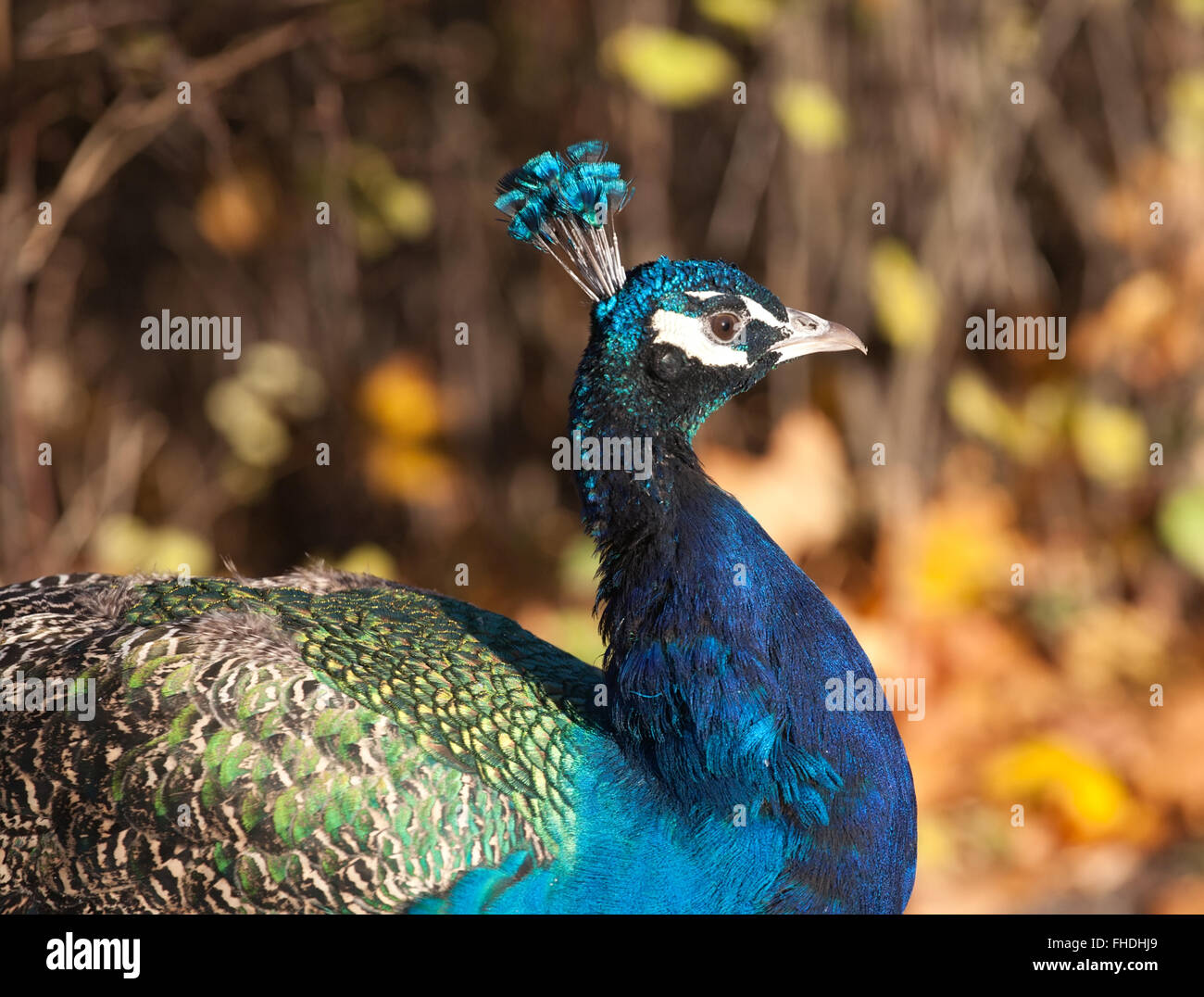 peafowl bird closeup profile Stock Photo - Alamy