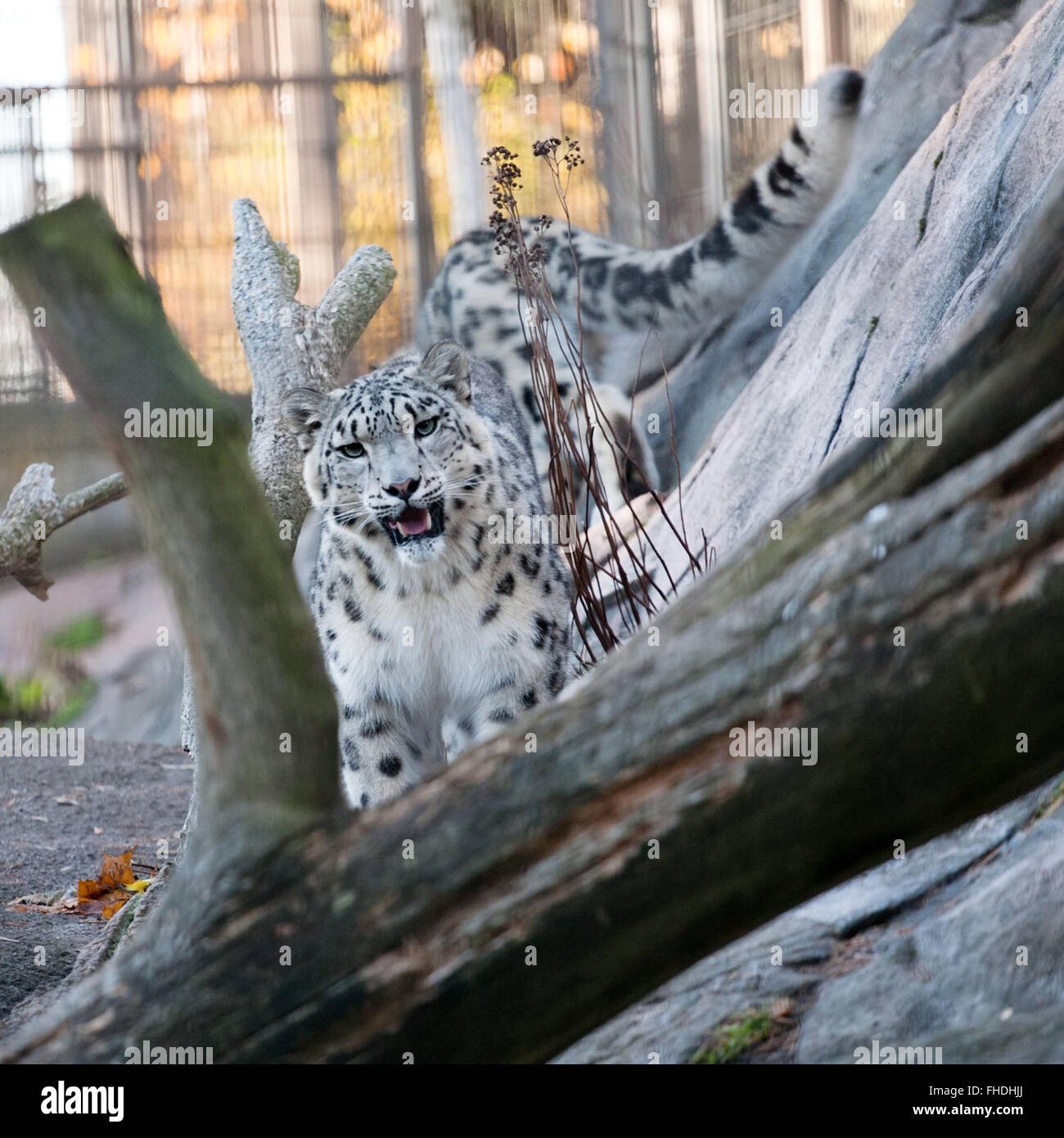 snow leopard in the zoo Stock Photo - Alamy