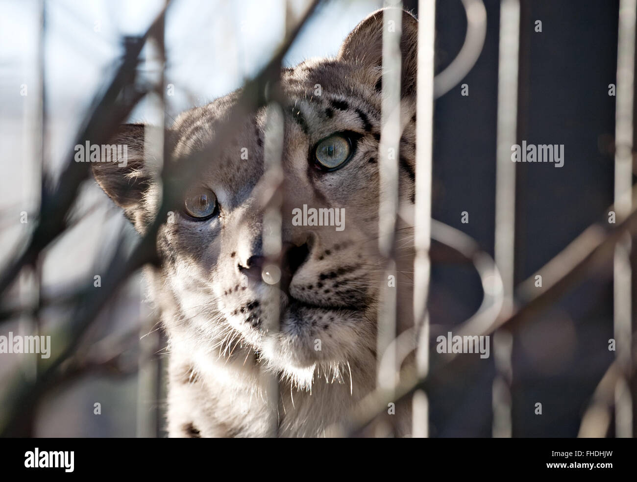 Leopard nose hi-res stock photography and images - Alamy