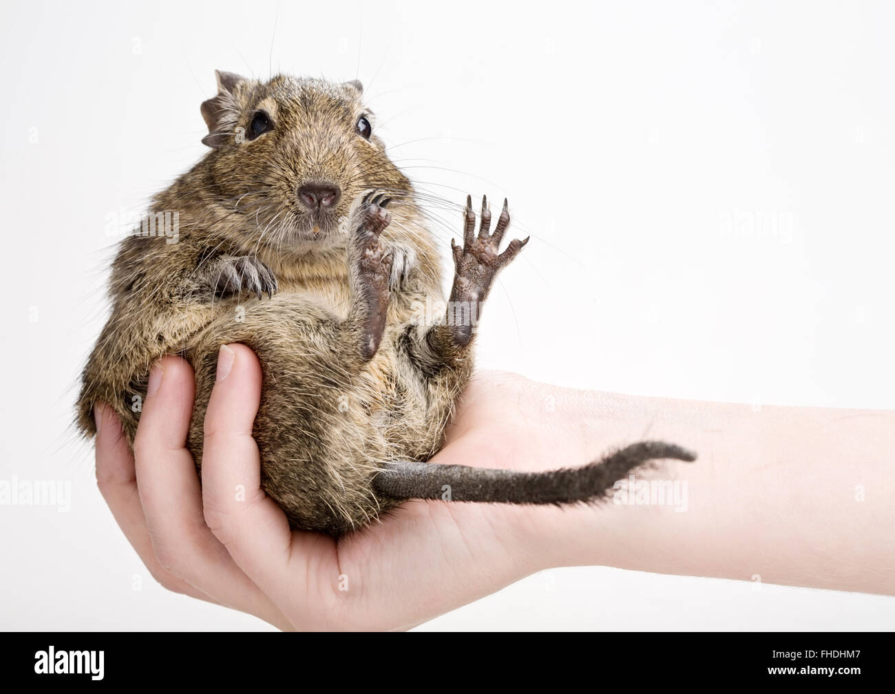 fat hamster in human hand isolated on white Stock Photo - Alamy