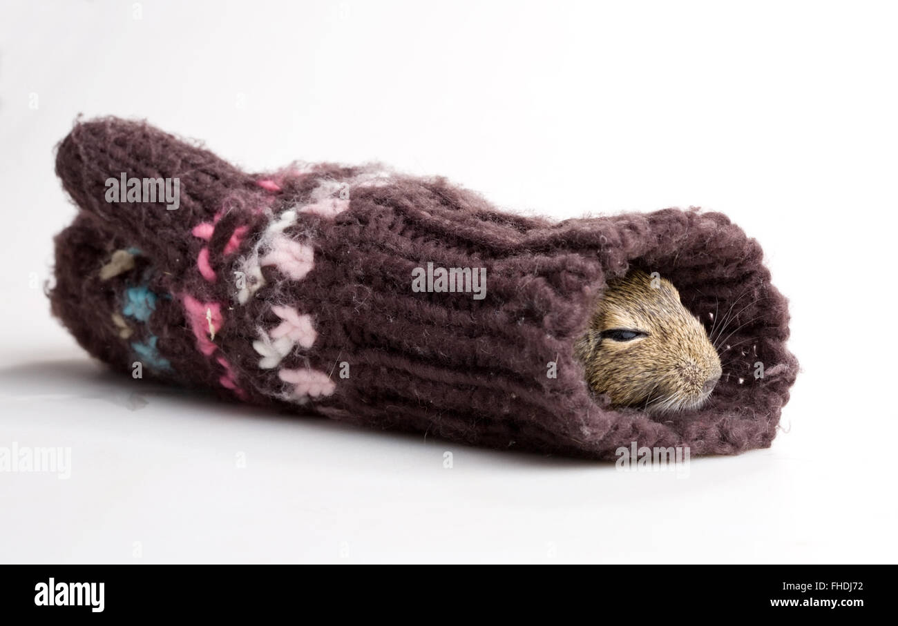 mouse sleeping in knitted mitten Stock Photo - Alamy