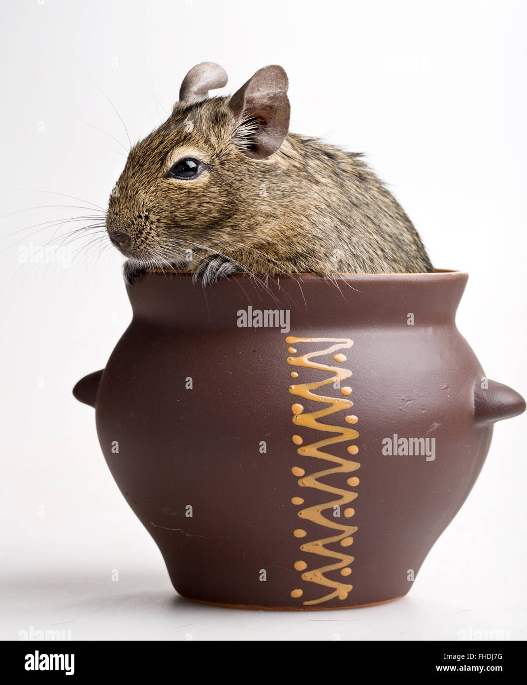 mouse in pot Stock Photo - Alamy