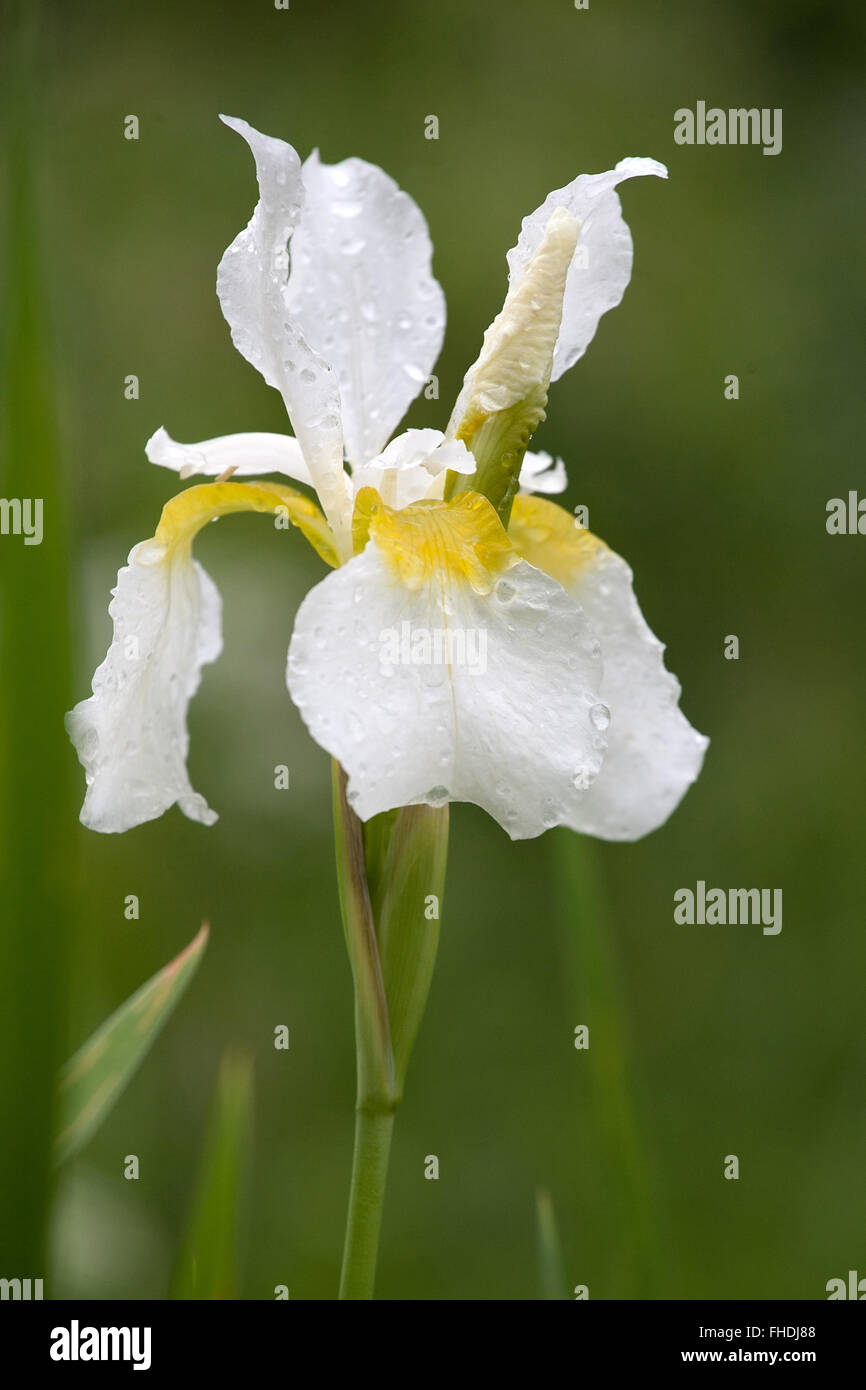 White iris color hi-res stock photography and images - Alamy