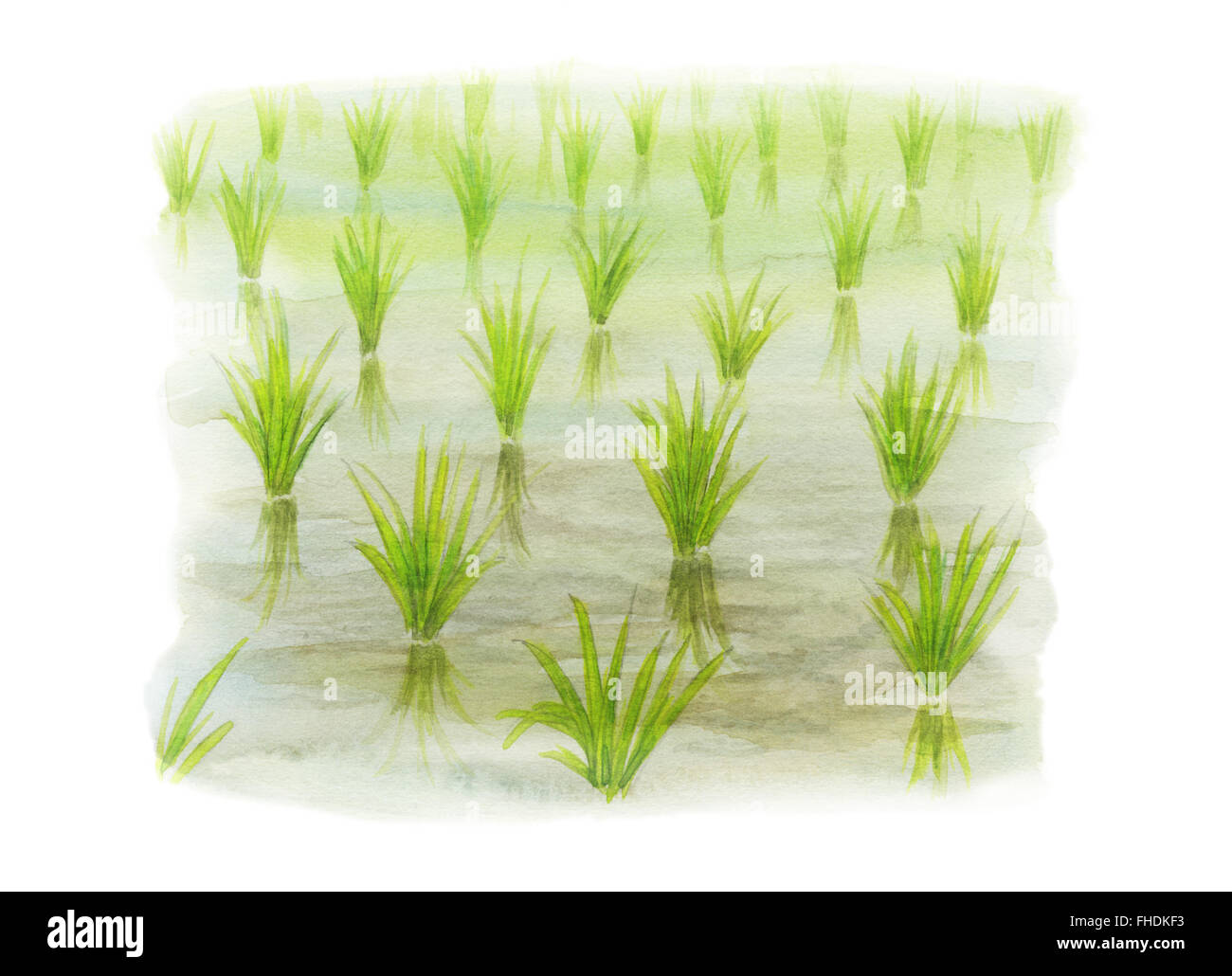 Rice watercolor hi-res stock photography and images - Alamy