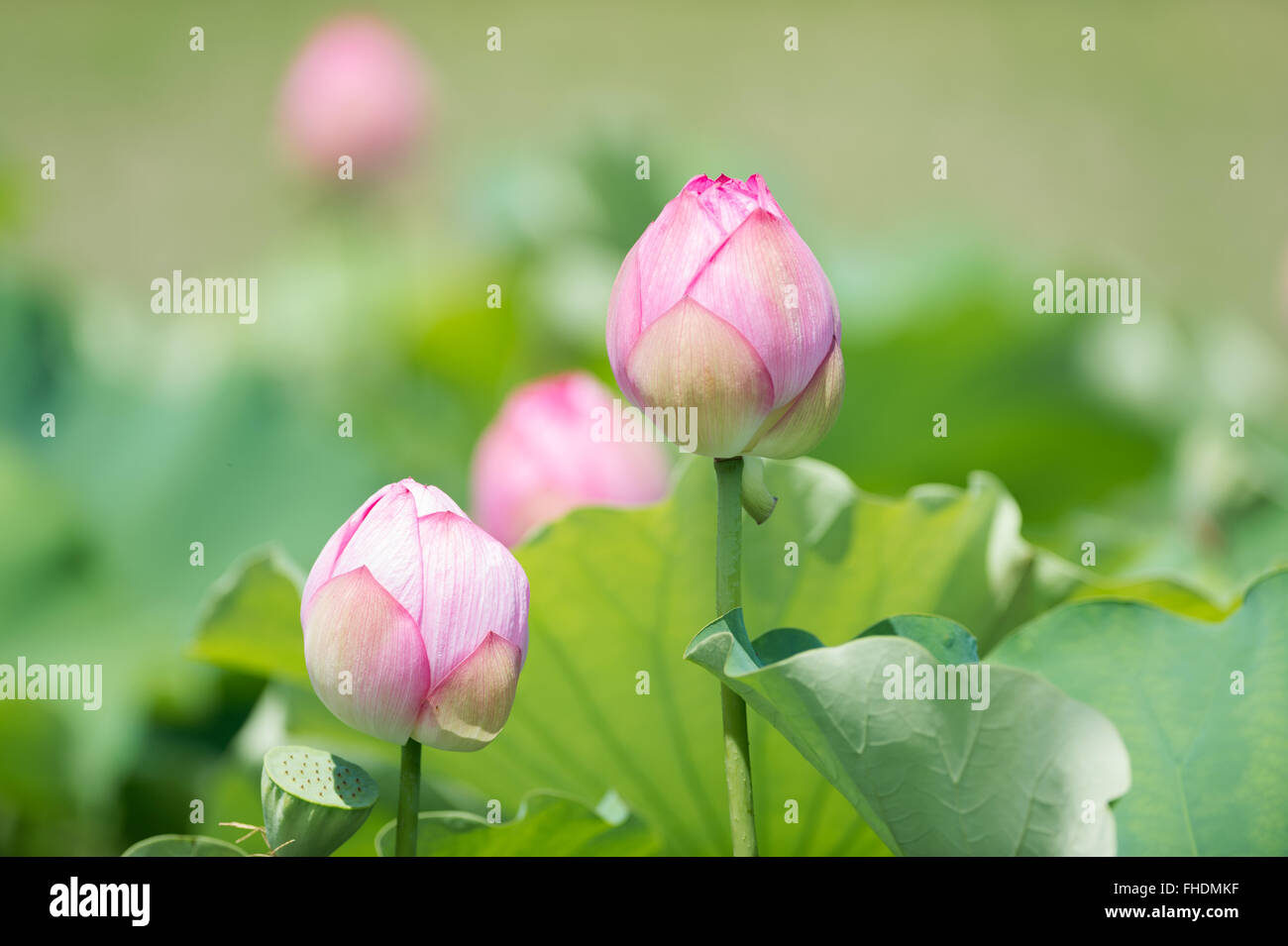 India lotus flowers hi-res stock photography and images - Alamy
